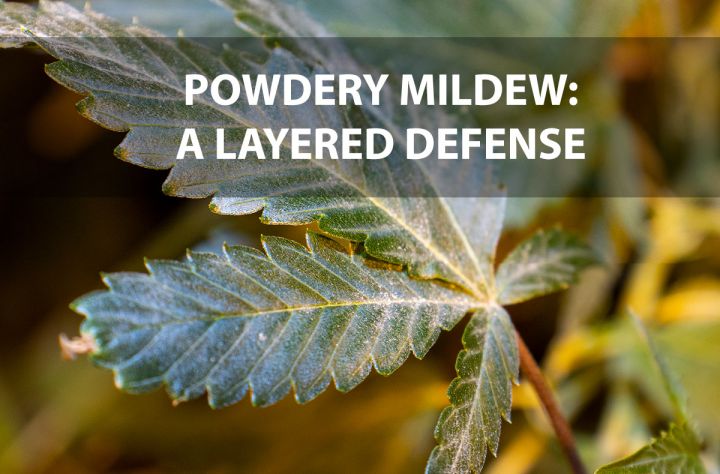 Powdery Mildew: A Layered Defense - Puren Solutions